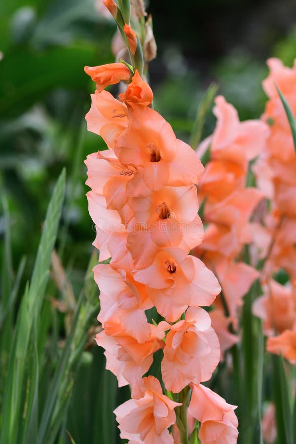Gladiolus flowers stock photo. Image of gladiolus, blooming - 229279152