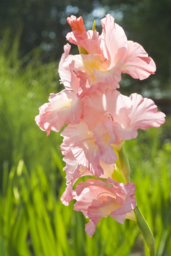 Pink Gladiolus stock photo. Image of summer, pink, flower - 15506024
