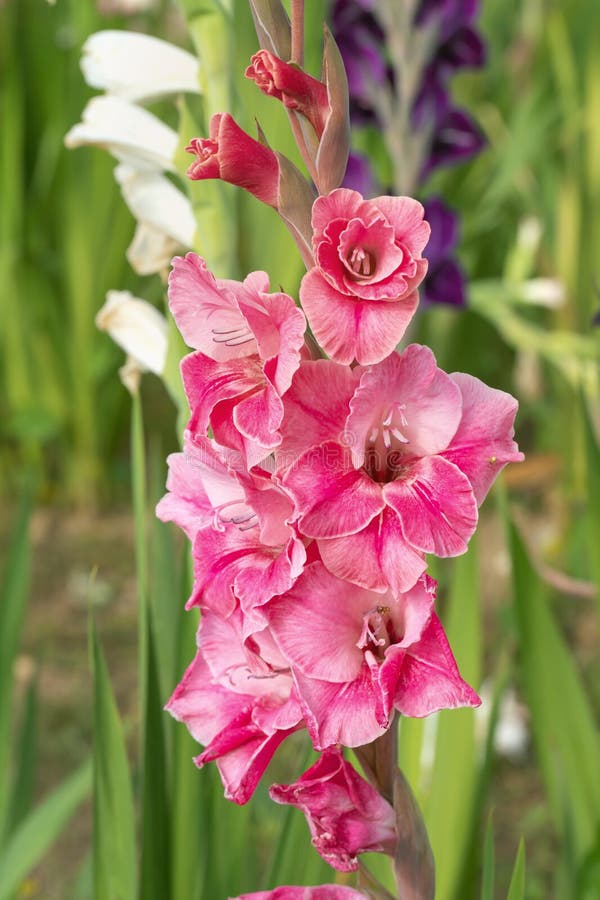 Pink gladiolus spike. stock photo. Image of pink, variegated - 299558806