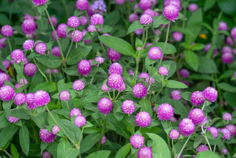 Pink Globe Amaranth Flowers. Shallow Depth of Field Stock Image - Image ...