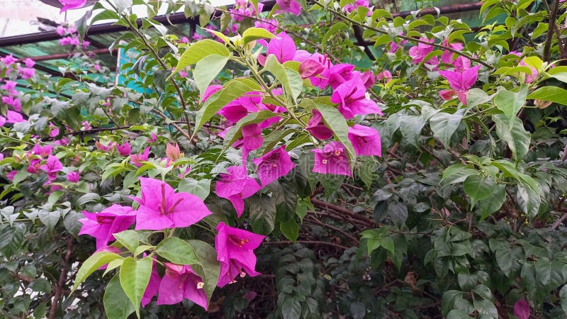 Pink Glower Garden stock image. Image of herb, flower - 263957351
