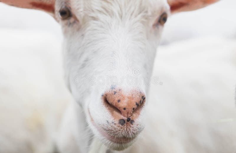 Goat nose and mouth. stock photo. Image of farm, goats - 78496670