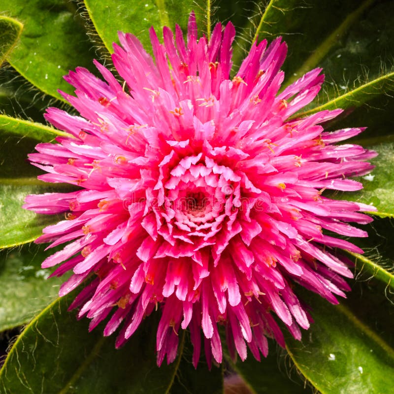 Pink Gomphrena Flower stock photo. Image of globe, colorful - 154850834