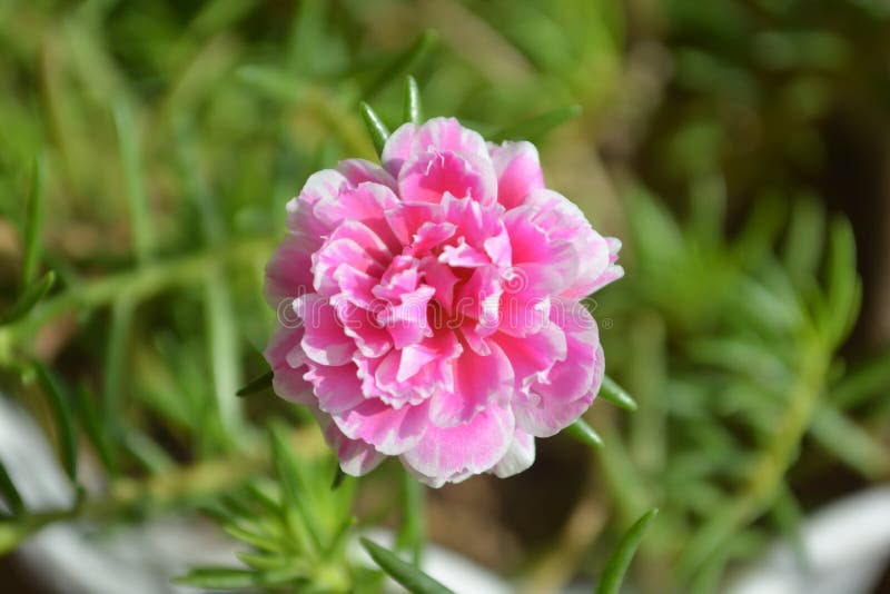 Pink Gradation Rose Moss Flowers Stock Photo - Image of flowers ...