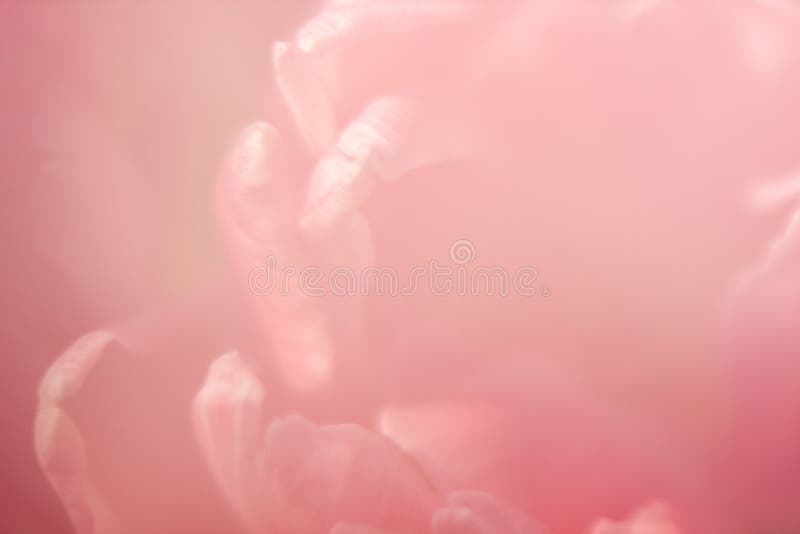 Pink Gradient with Silhouette of Flower Petals Stock Image - Image of ...