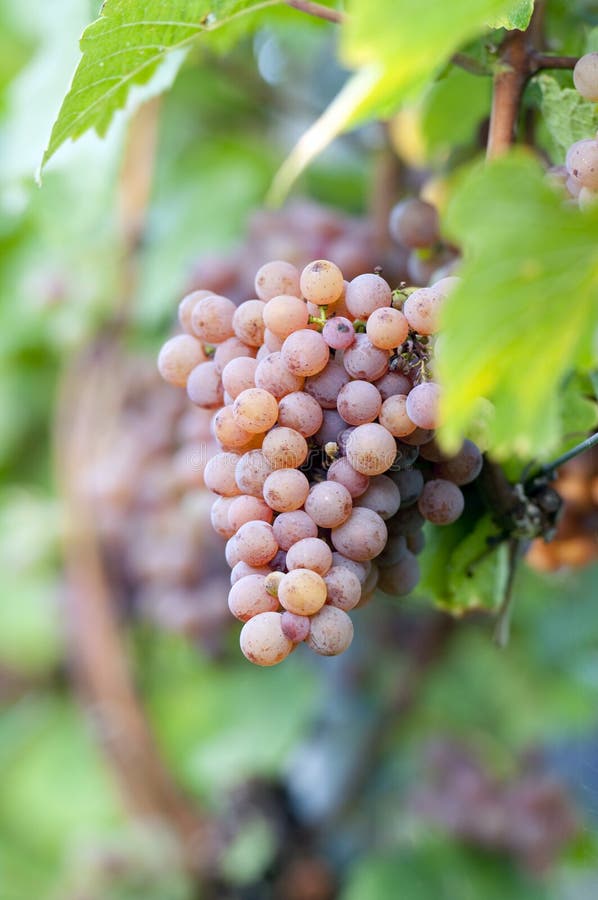 Pink grape stock photo. Image of organic, fresh, crop - 26677164