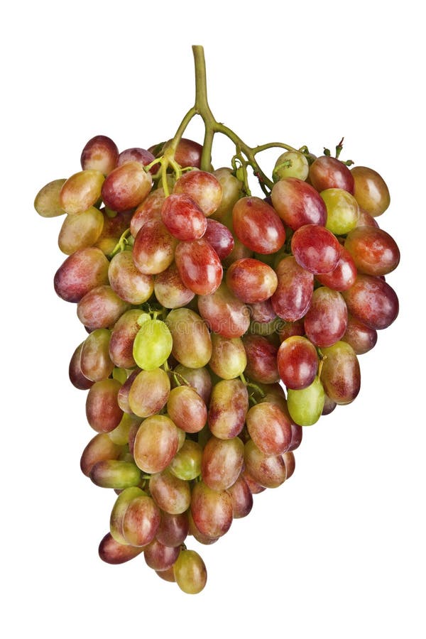 Pink Grape Cluster on White Stock Image - Image of background ...