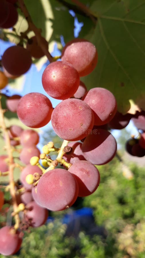 Pink grape stock photo. Image of sunny, grape, pink - 123604238