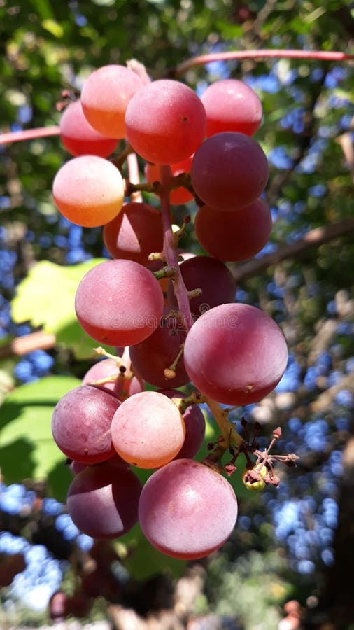 Pink grape stock image. Image of sunny, pink, grape - 123604245