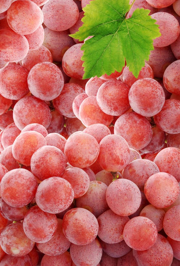 Pink grapes stock image. Image of pink, cluster, berry - 11529739