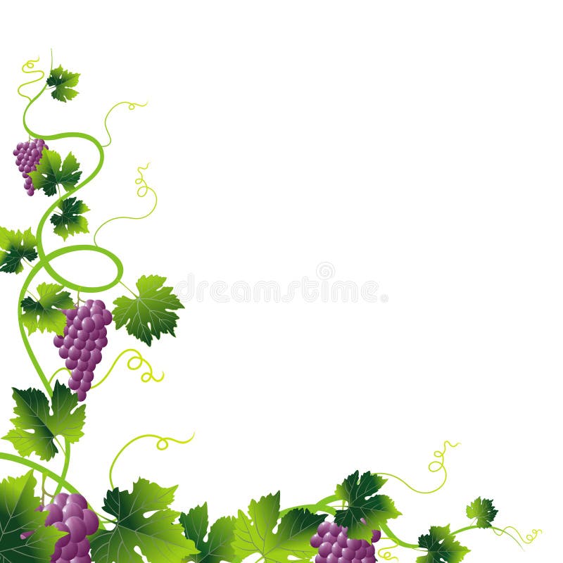 Pink grapes corner stock vector. Illustration of beverages - 20995479