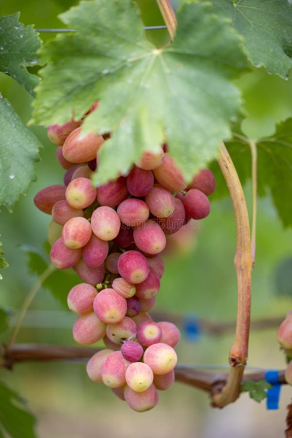 Pink Grapes Growing in a Vineyard Stock Photo - Image of nature, ripe ...