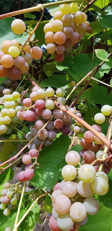 Pink grapes with leaf stock image. Image of fresh, agriculture - 260879119