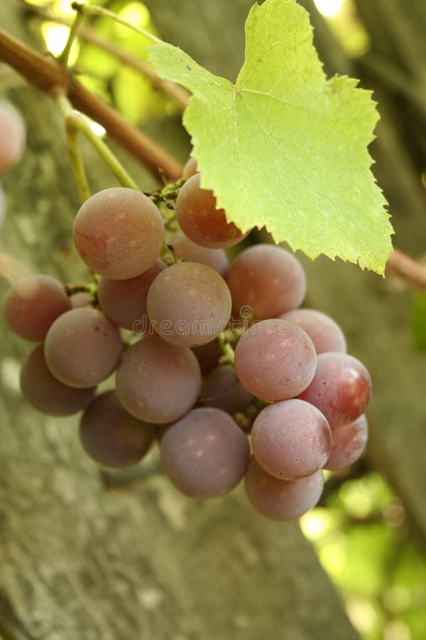 A pink grapes bunch stock image. Image of small, sweet - 113240275