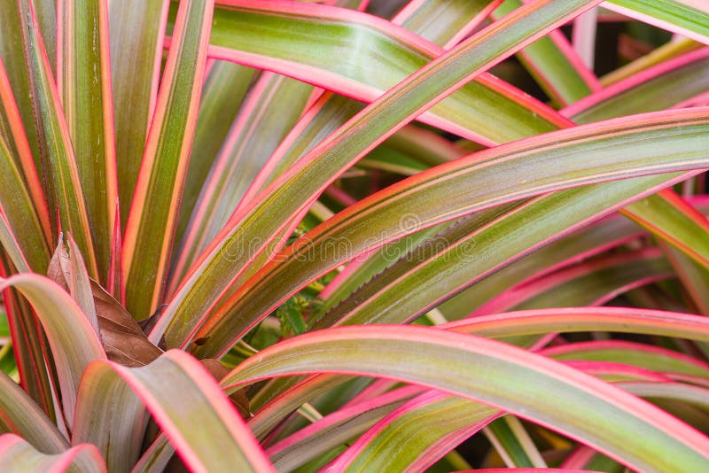 Pink Grass Background stock photo. Image of landscape - 41480012
