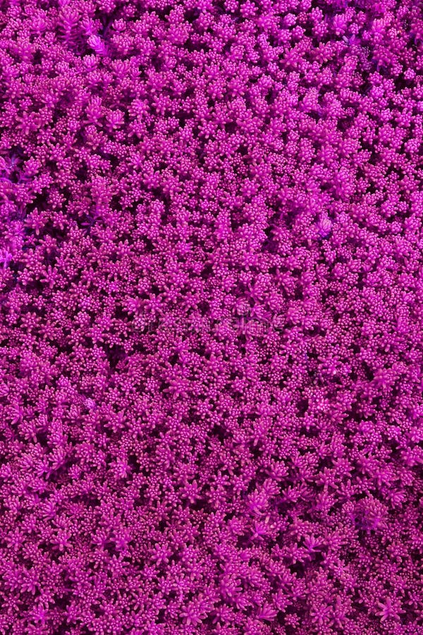 Pink Grass Background in Summer. Stock Image - Image of grass, concepte ...