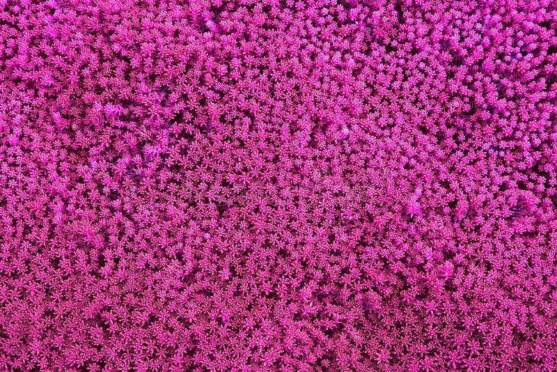 Pink Grass and Half Concrete Background in Summer. Stock Image - Image ...