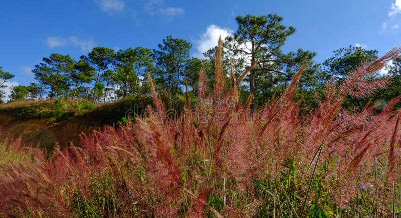 Pink Grass at Forest in Dalat, Vietnam Stock Image - Image of bright ...