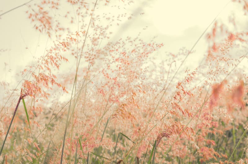 Pink grass field stock image. Image of nature, golden - 43517131