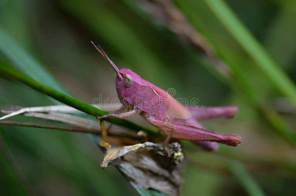 Pink grasshopper stock image. Image of orthoptera, color - 76745607