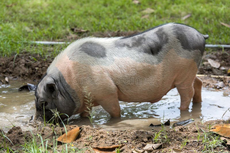Pink and gray pig stock image. Image of nature, green - 134766723