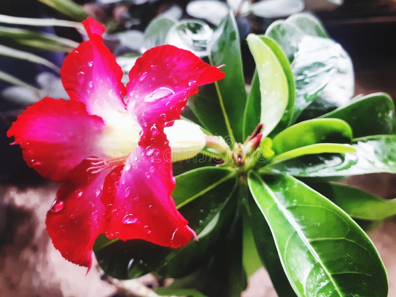 Merah Merona Stock Photos - Free & Royalty-Free Stock Photos from ...