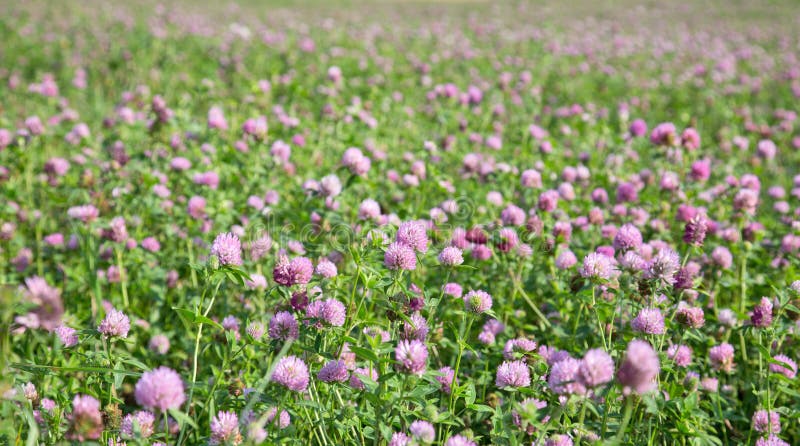 Pink and Green Clover Meadow Stock Photo - Image of spring, clover ...