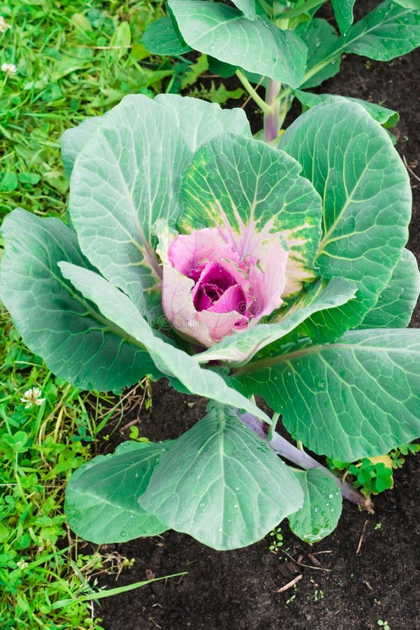 Pink Cabbage stock photo. Image of color, closeup, botany - 1323276
