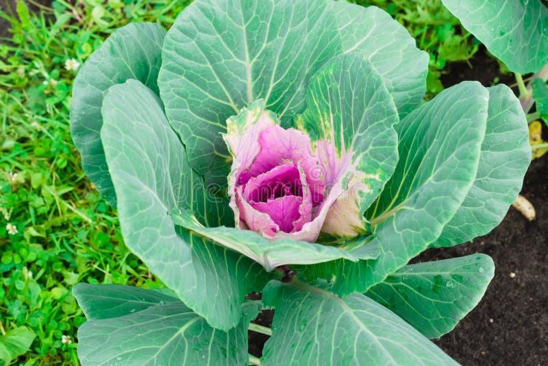 Pink and Green Decorative Cabbage Stock Image - Image of park, design ...