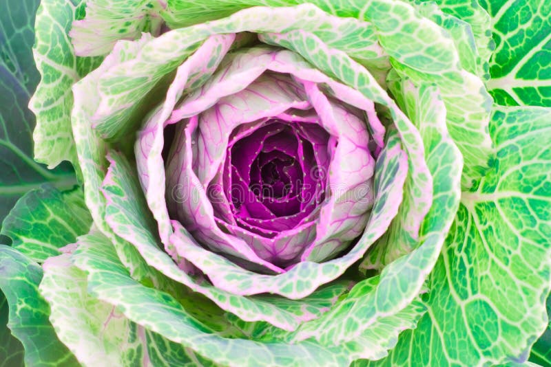 Pink and Green Decorative Cabbage Stock Photo - Image of natural, farm ...