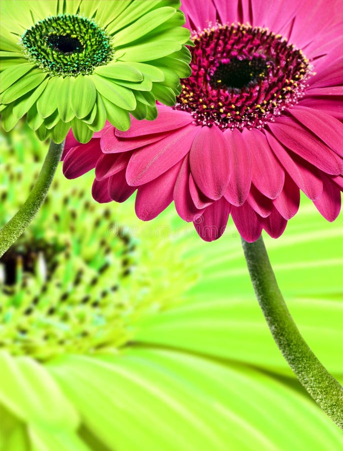 Pink and Green Gerbera Daisies Stock Image - Image of flower, floral ...