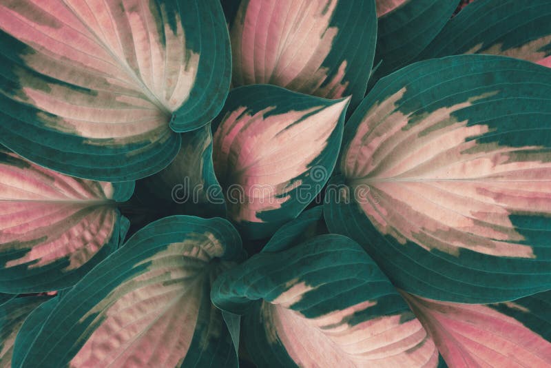 View from Above on Hosta Leaves Stock Photo - Image of light, hosta ...