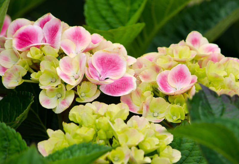 Pink and green hydrangea stock photo. Image of flower - 32257666