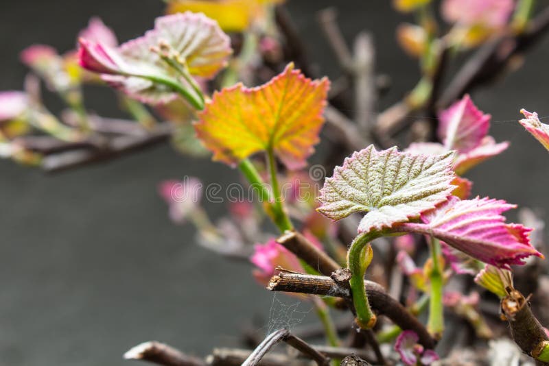 Pink and Green Leaves Sprout on Vine Branch Stock Image - Image of ...