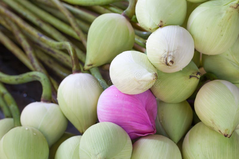 Pink and green lotus stack stock photo. Image of green - 45636804