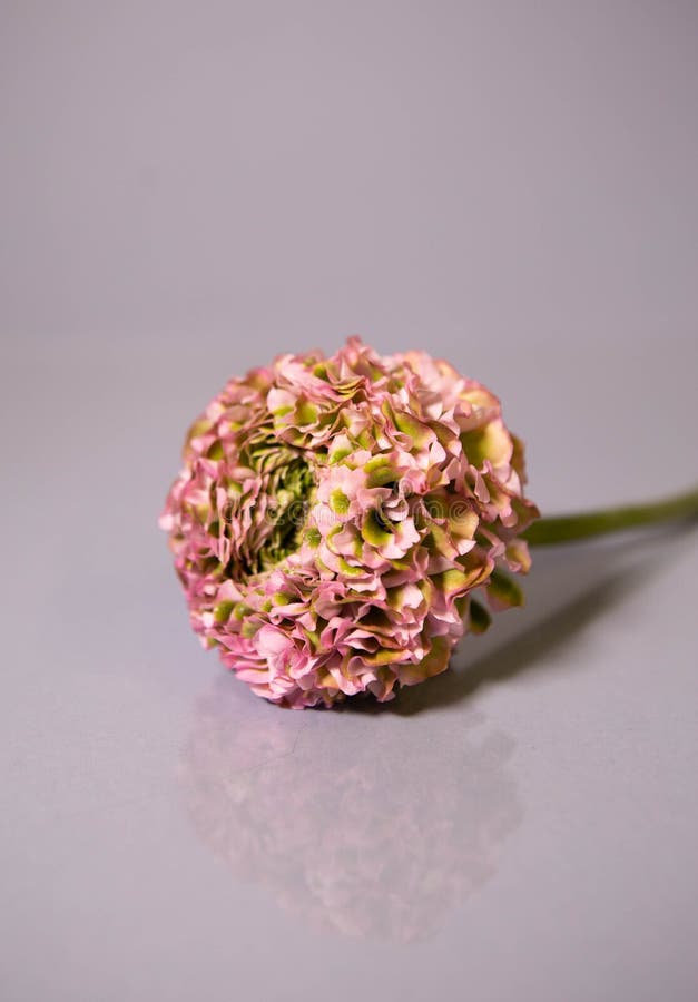 Ball Shaped Ranunculus Flower Stock Image - Image of bright, blue ...