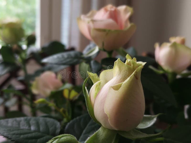 Pink and green roses stock photo. Image of rose, roses - 172456572