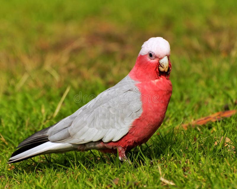Pink and grey galah stock image. Image of australia, pink - 9640115