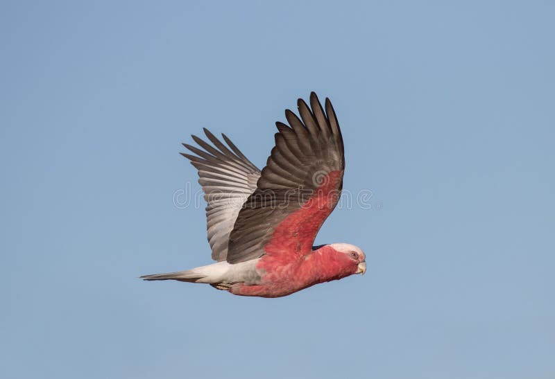 Pink and Grey Galah stock image. Image of bird, grey - 191650855