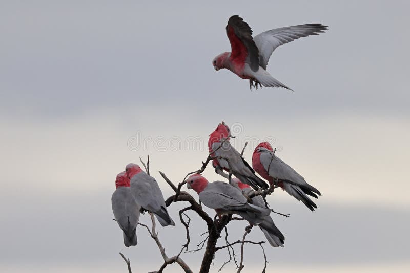 Pink and Grey Galah`s stock image. Image of dead, galah - 241145771