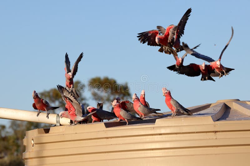 126 Pink Grey Galahs Stock Photos - Free & Royalty-Free Stock Photos ...