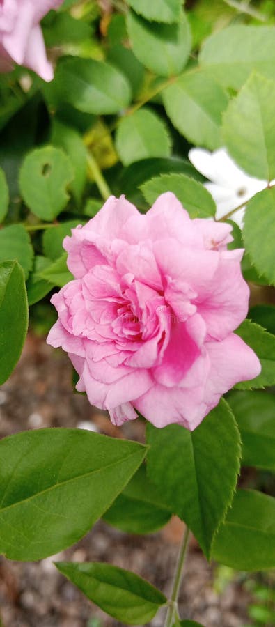 Pink Grootendorst stock image. Image of leaf, grootendorst - 249676855