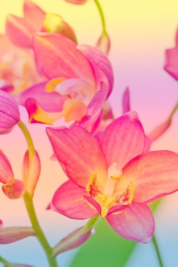 Pink ground orchid stock image. Image of blossom, nature - 57977593