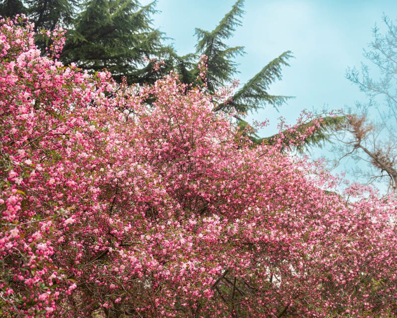 Pink Growing Tree in Garden Stock Photo - Image of colorful, green ...