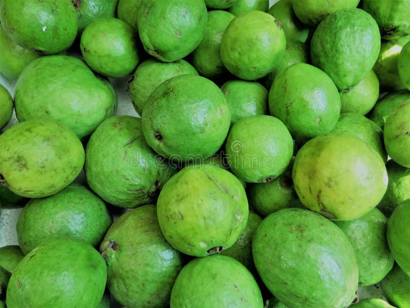 Pink Guava stock image. Image of pinkguava, vitaminc - 94733311