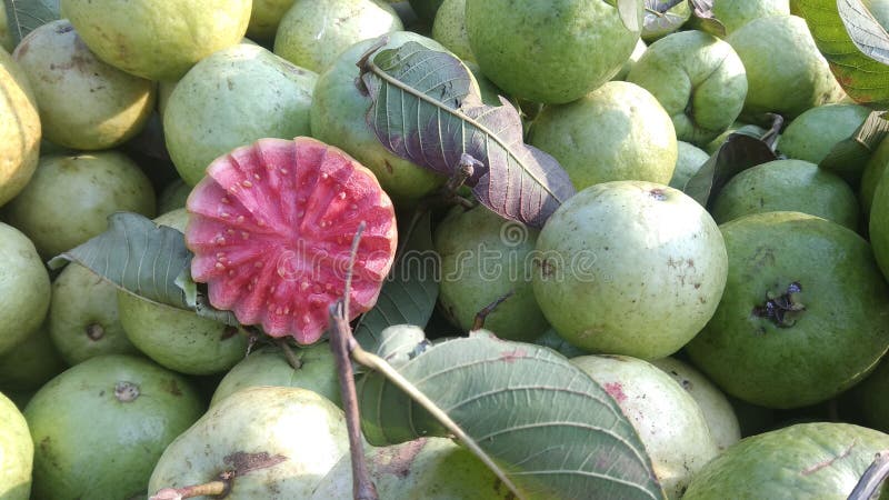 254 Inside Guava Stock Photos - Free & Royalty-Free Stock Photos from ...