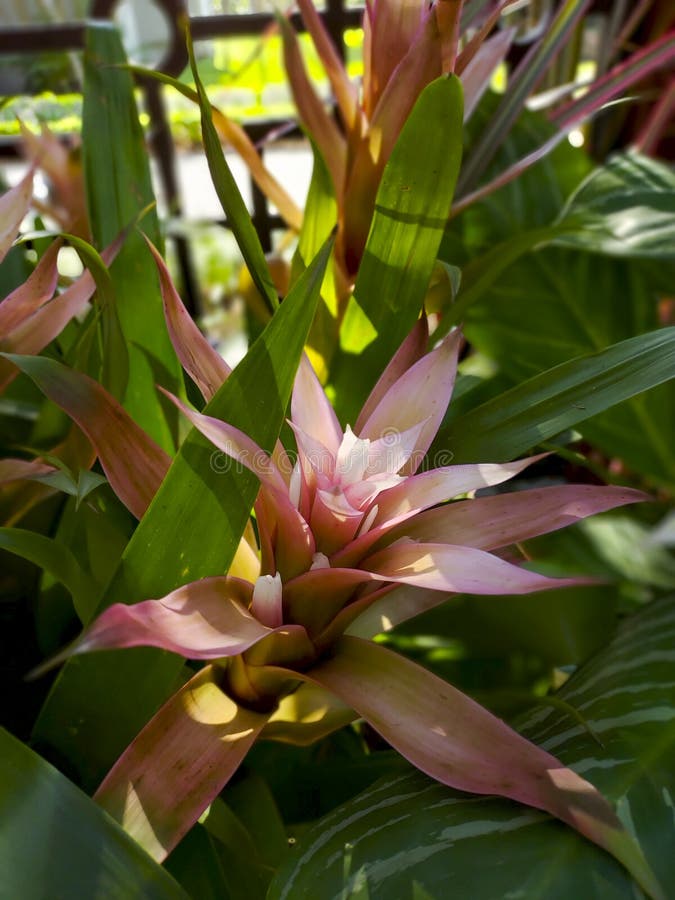 Pink Guzmania Marina, Bromeliaceae. Stock Photo - Image of tree ...