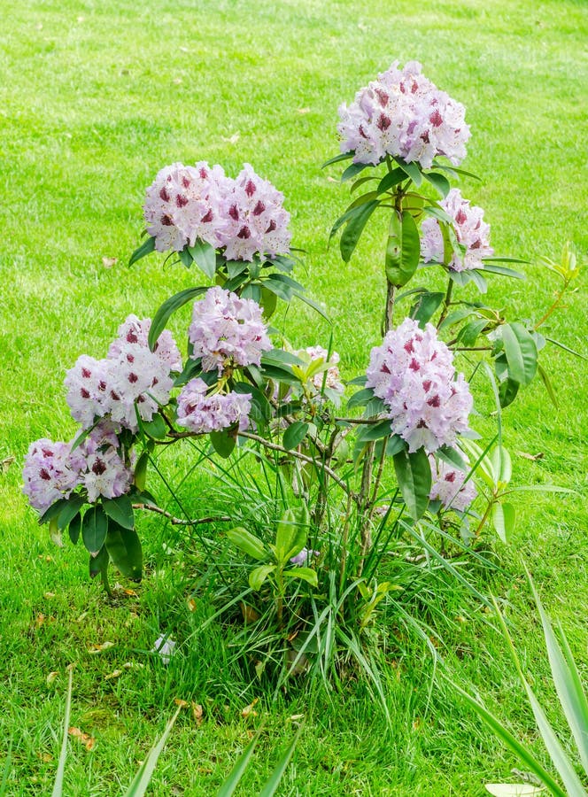 Pink Haaga Rhododendron Flower Stock Photo - Image of haaga, magenta ...