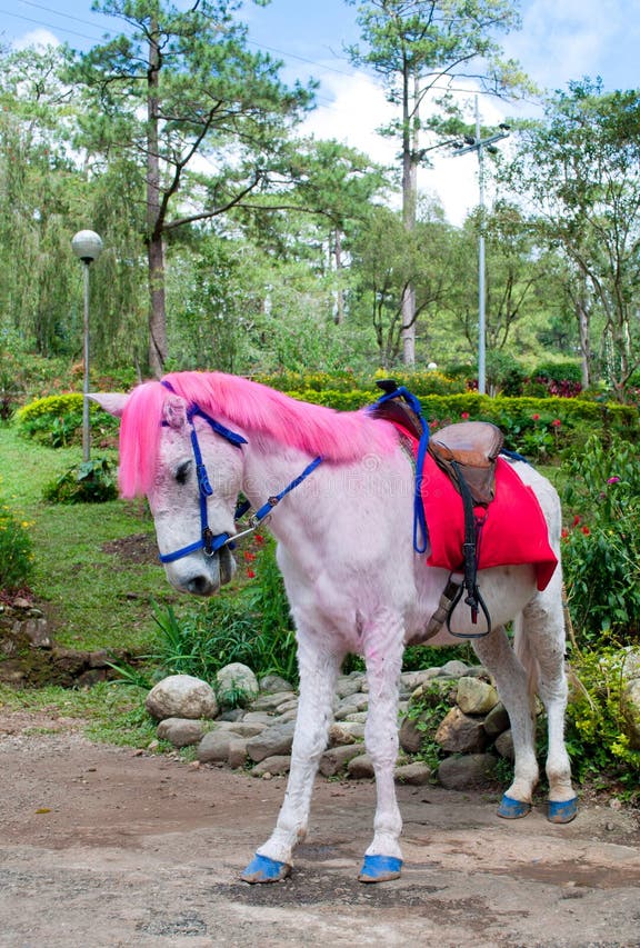 602 Pink Hoof Panther Stock Photos - Free & Royalty-Free Stock Photos ...