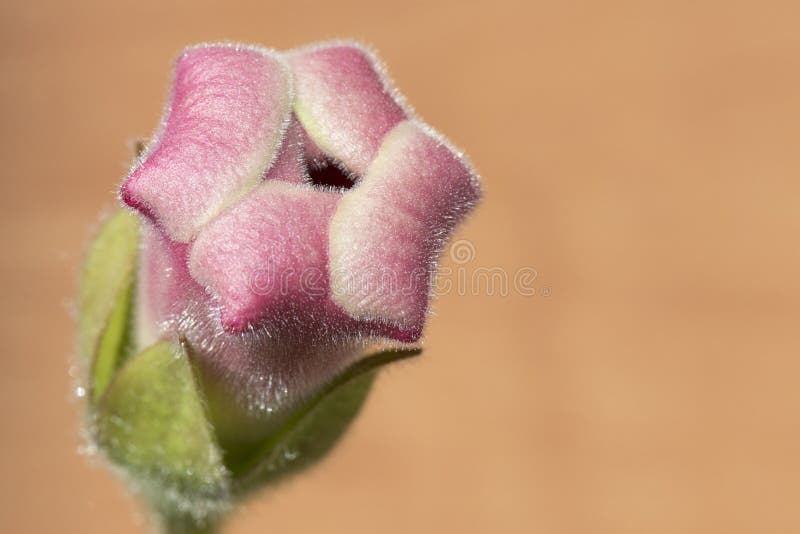 Pink Handbell Flower of Gloxinia or Sinningia Stock Photo - Image of ...